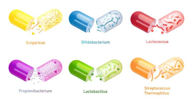Your Guide to Rotating Probiotics for A Healthier Gut